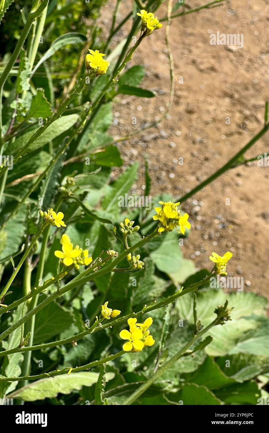 Shortpod Mustard (Hirschfeldia incana Stock Photo - Alamy