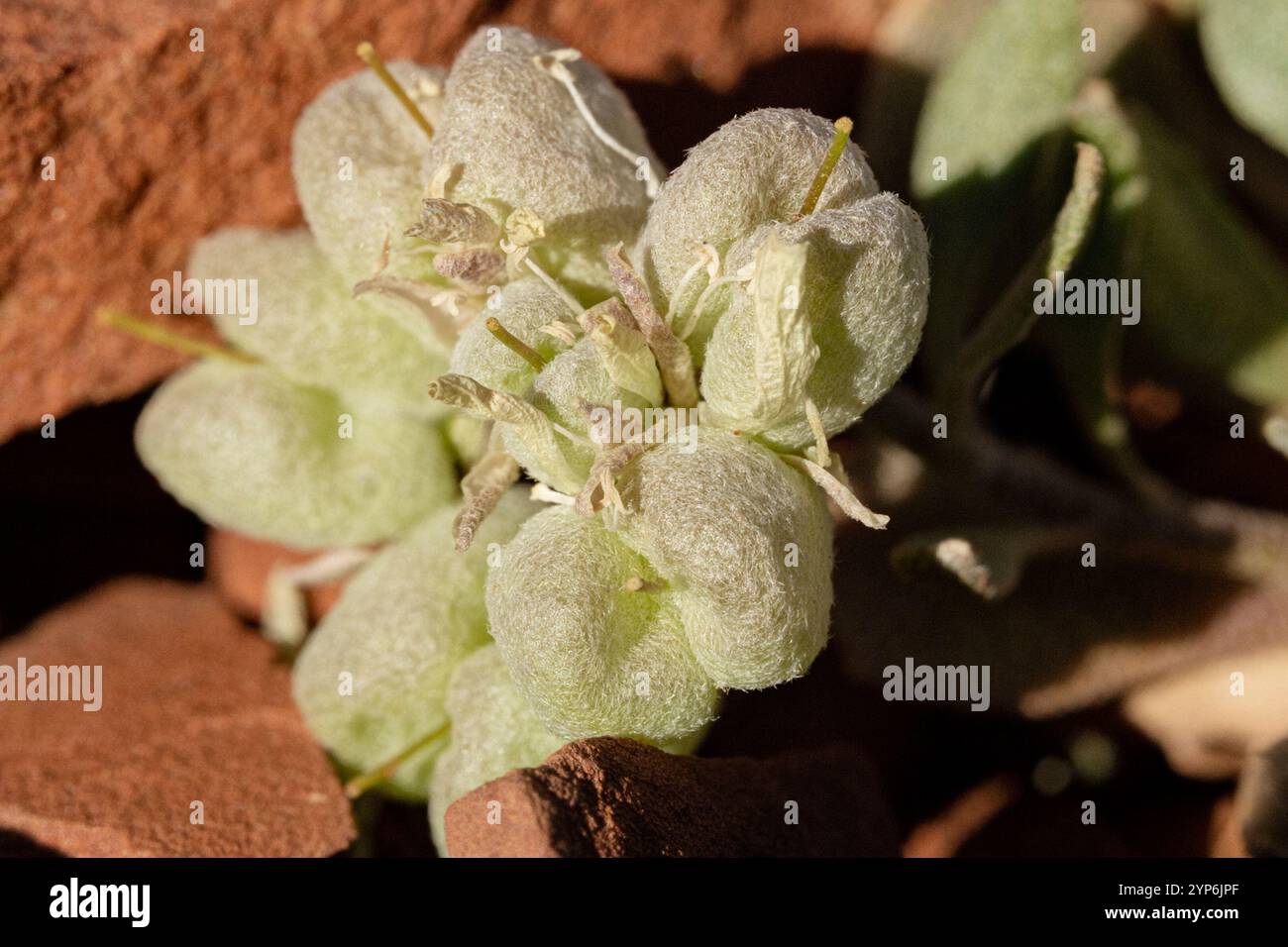 Double Bladderpod (Physaria acutifolia Stock Photo - Alamy