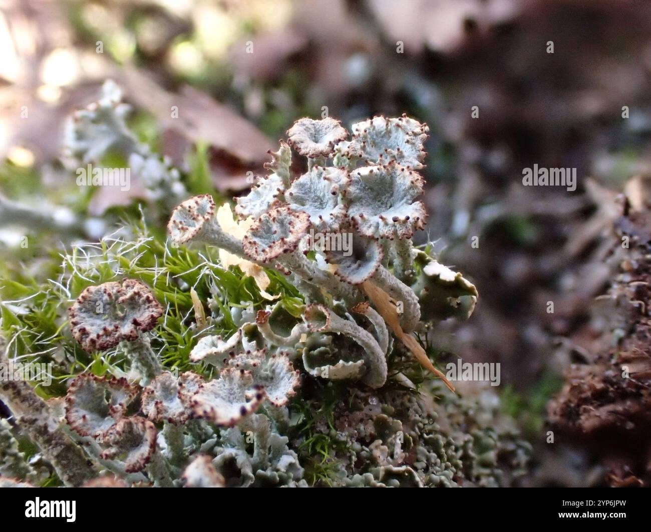 Ladder Lichen (Cladonia verticillata Stock Photo - Alamy