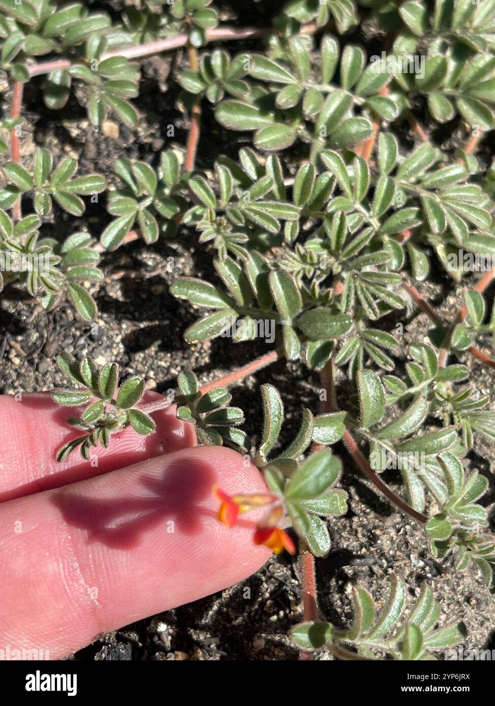 Strigose lotus hi-res stock photography and images - Alamy