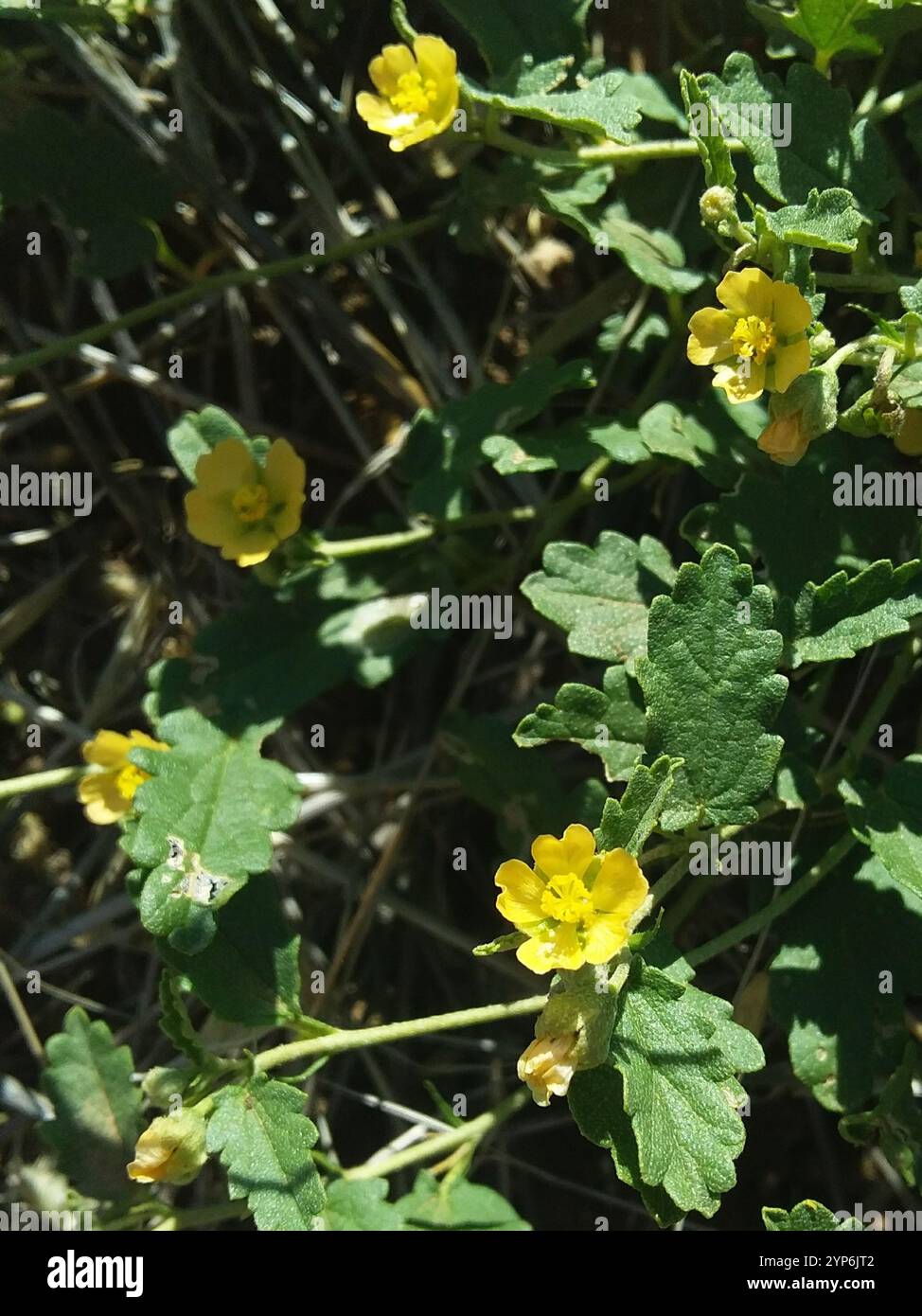 Corrugated Sida (Sida corrugata Stock Photo - Alamy