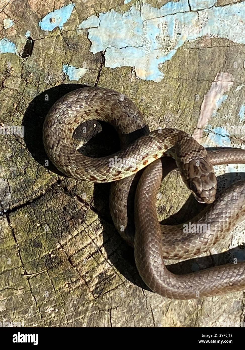 North American Racer (Coluber constrictor Stock Photo - Alamy