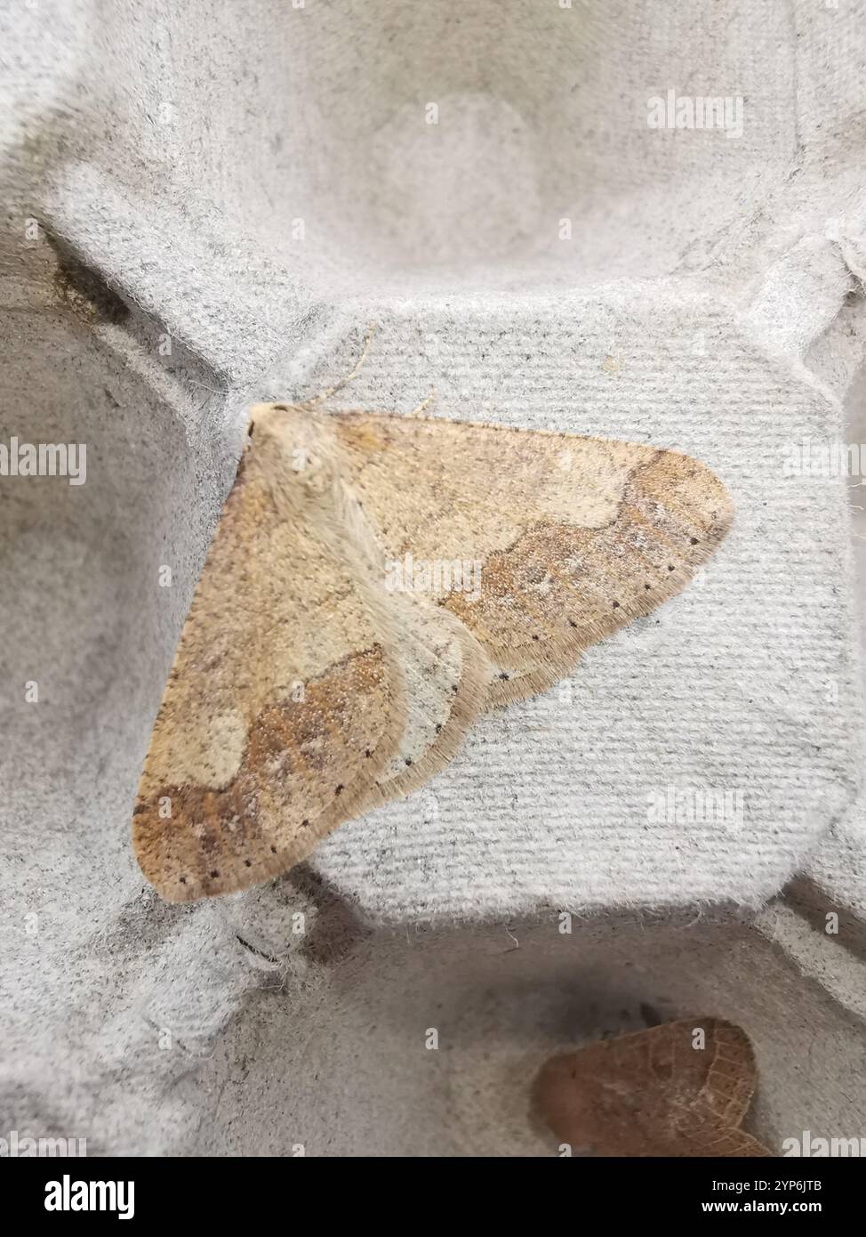 Dotted Border Moth (Agriopis marginaria Stock Photo - Alamy