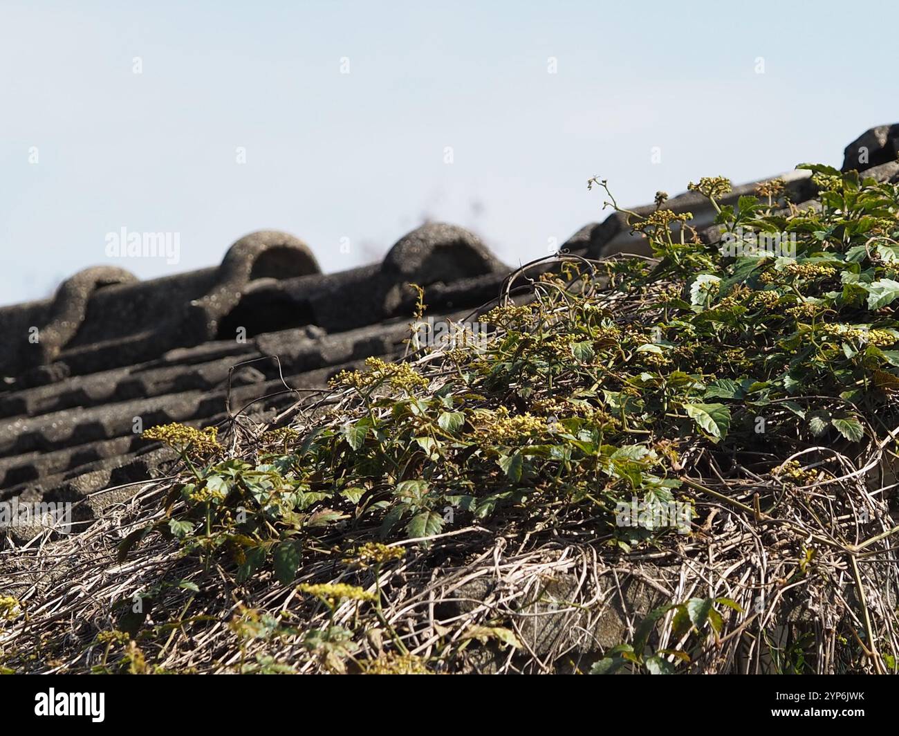 Bushkiller (Causonis japonica Stock Photo - Alamy