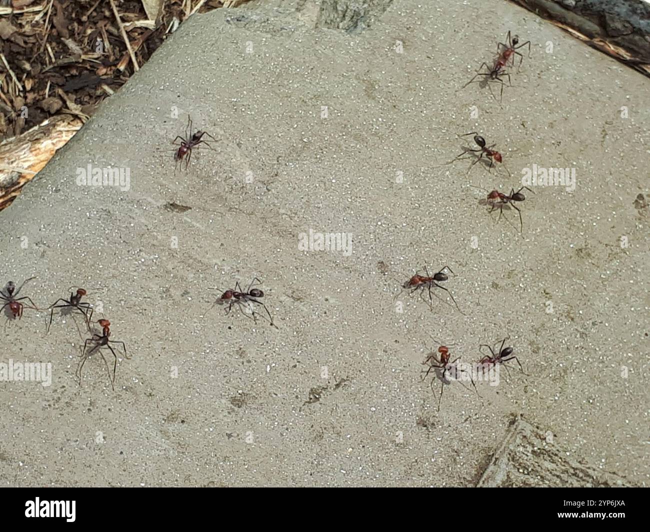 Rainbow, Tyrant, and Meat Ants (Iridomyrmex Stock Photo - Alamy