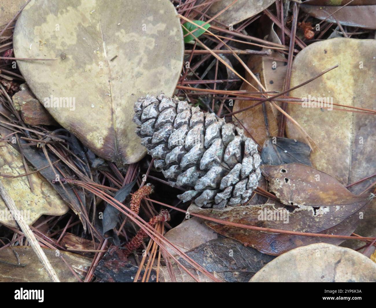 Hispaniolan pine (Pinus occidentalis Stock Photo - Alamy