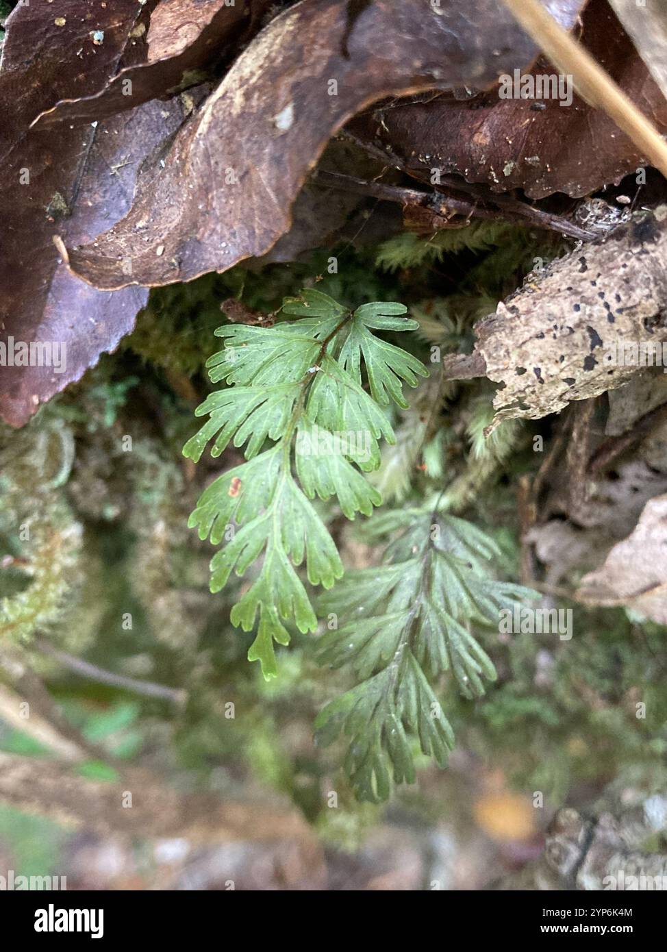 drooping filmy fern (Hymenophyllum demissum Stock Photo - Alamy