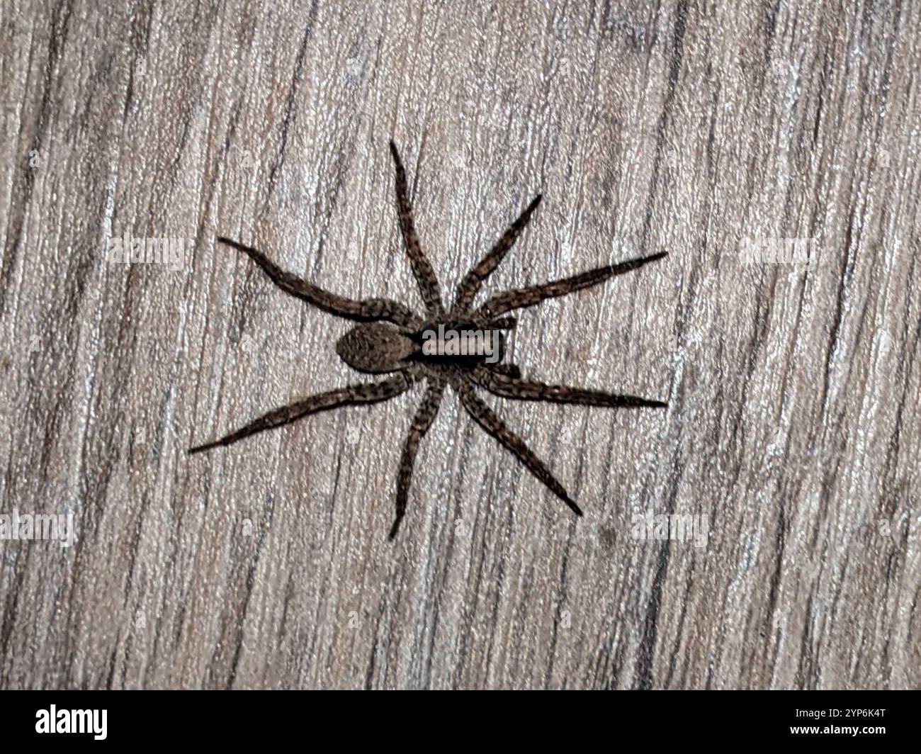 Brush-legged Spiders (Schizocosa Stock Photo - Alamy