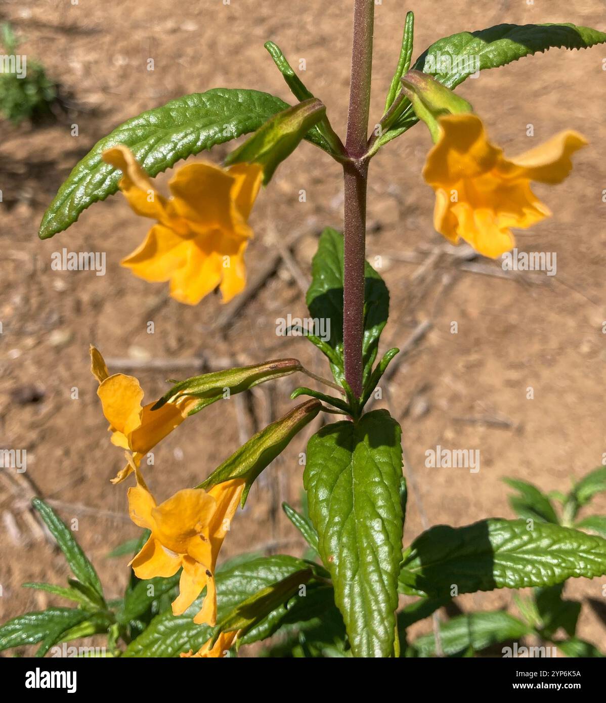 orange bush monkeyflower (Diplacus aurantiacus Stock Photo - Alamy