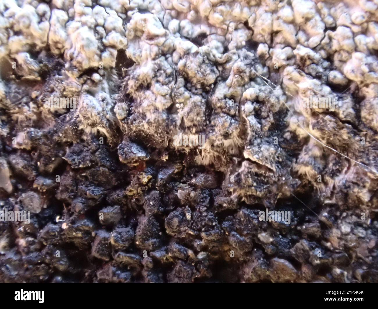 common lichens (Lecanoromycetes Stock Photo - Alamy