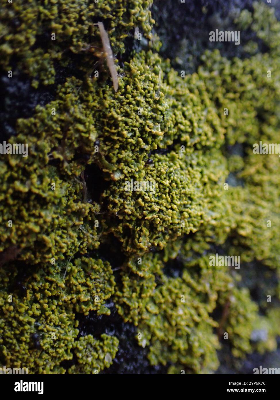 Shrubby Sunburst Lichen (Polycauliona candelaria Stock Photo - Alamy