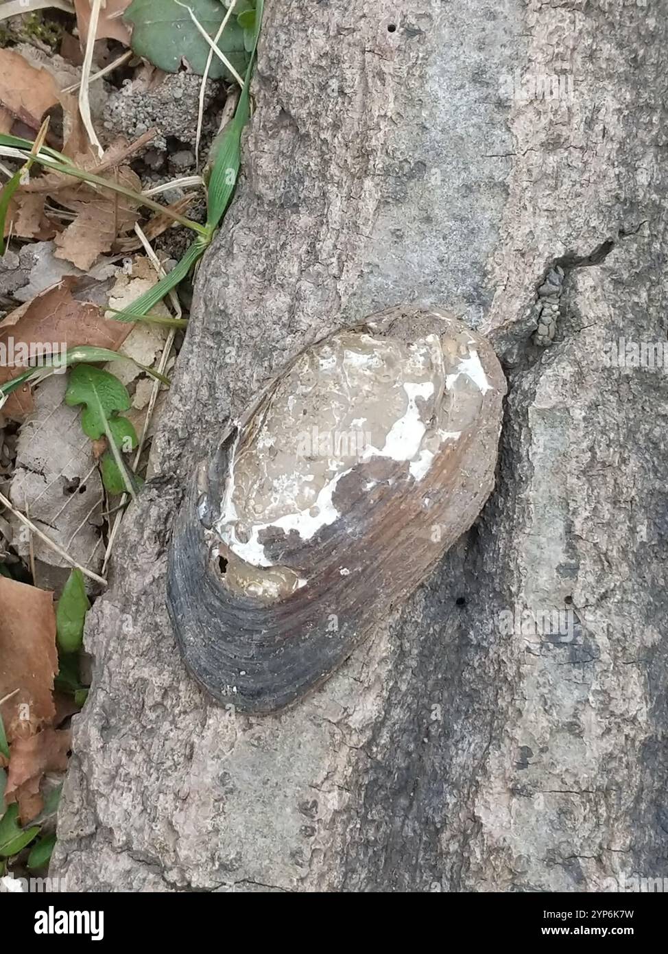 Eastern Elliptio (Elliptio complanata Stock Photo - Alamy