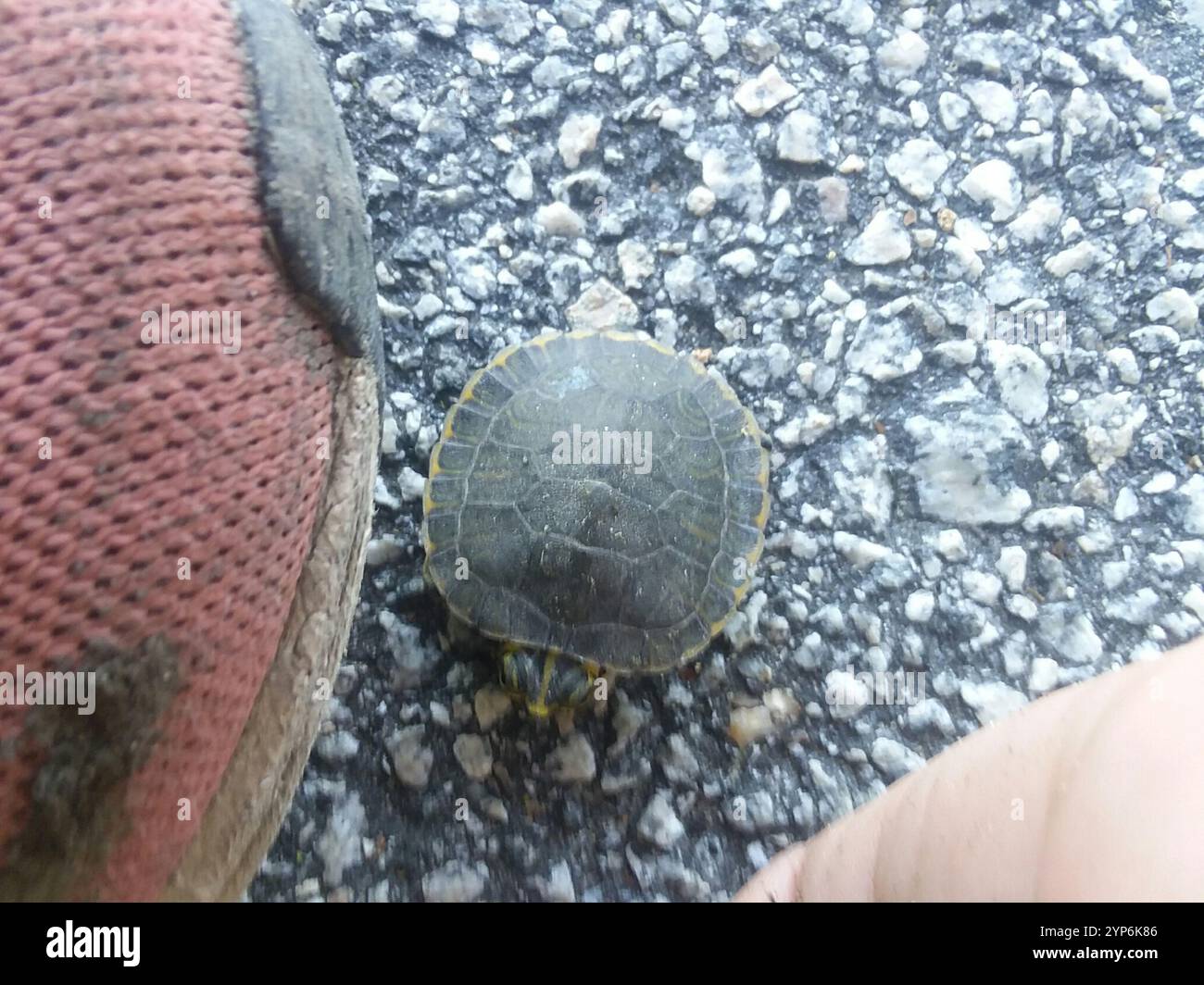 Pond Slider (Trachemys scripta Stock Photo - Alamy