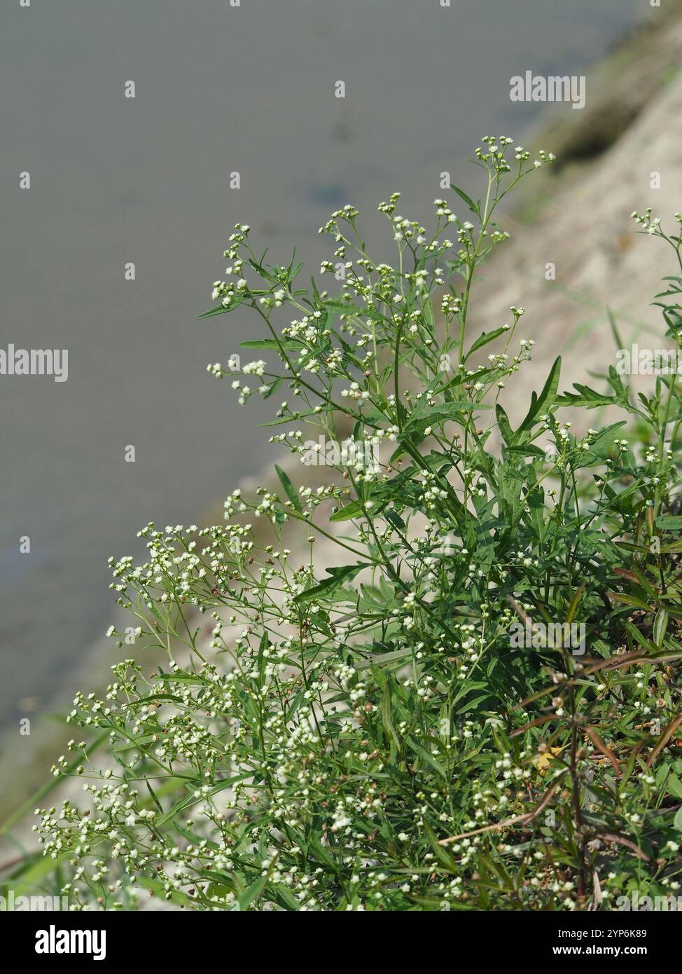 Santa Maria feverfew (Parthenium hysterophorus Stock Photo - Alamy