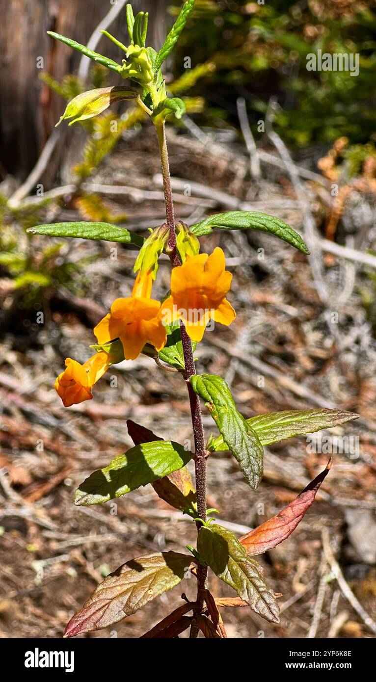 orange bush monkeyflower (Diplacus aurantiacus Stock Photo - Alamy