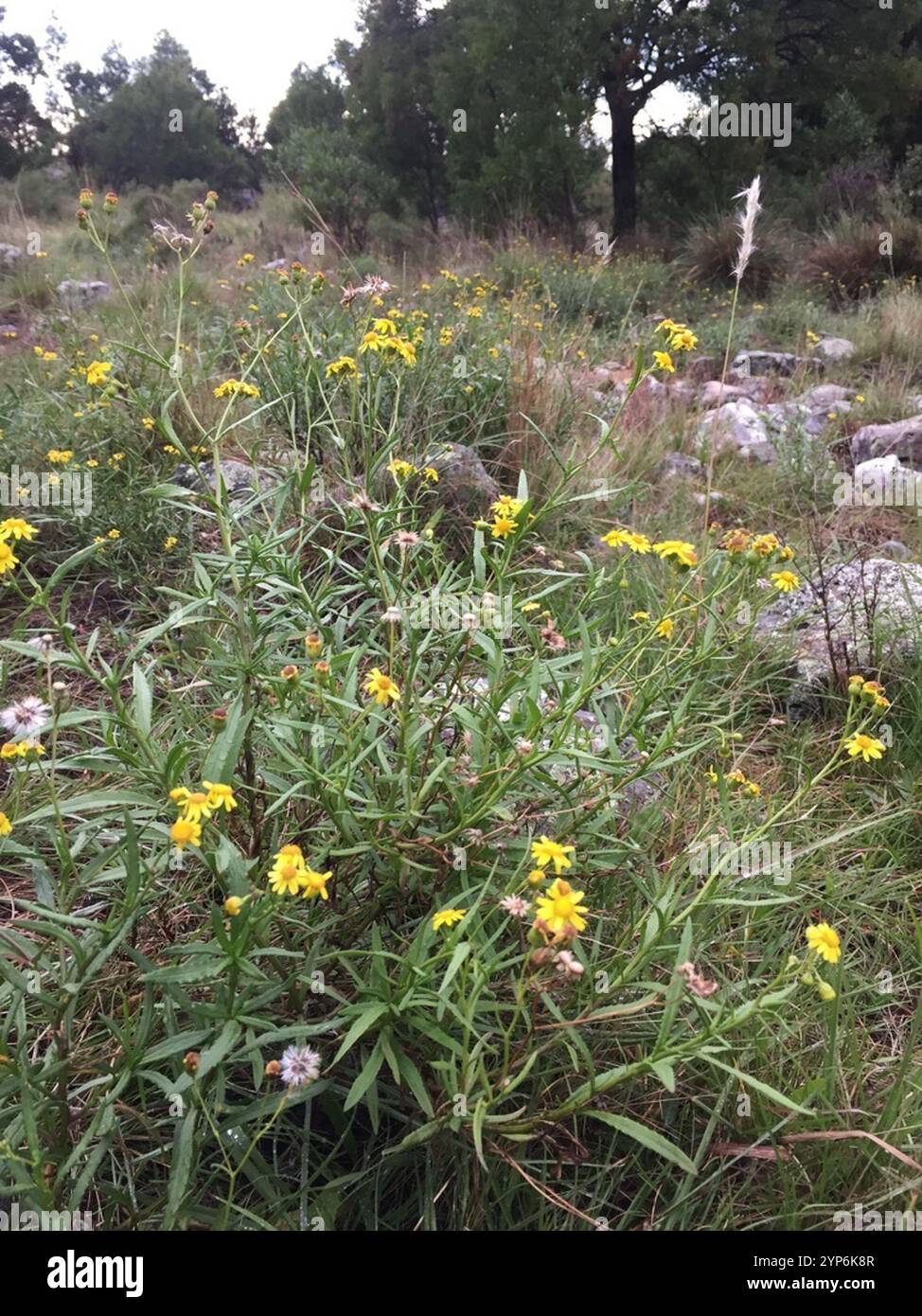Senecio madagascariensis hi-res stock photography and images - Alamy