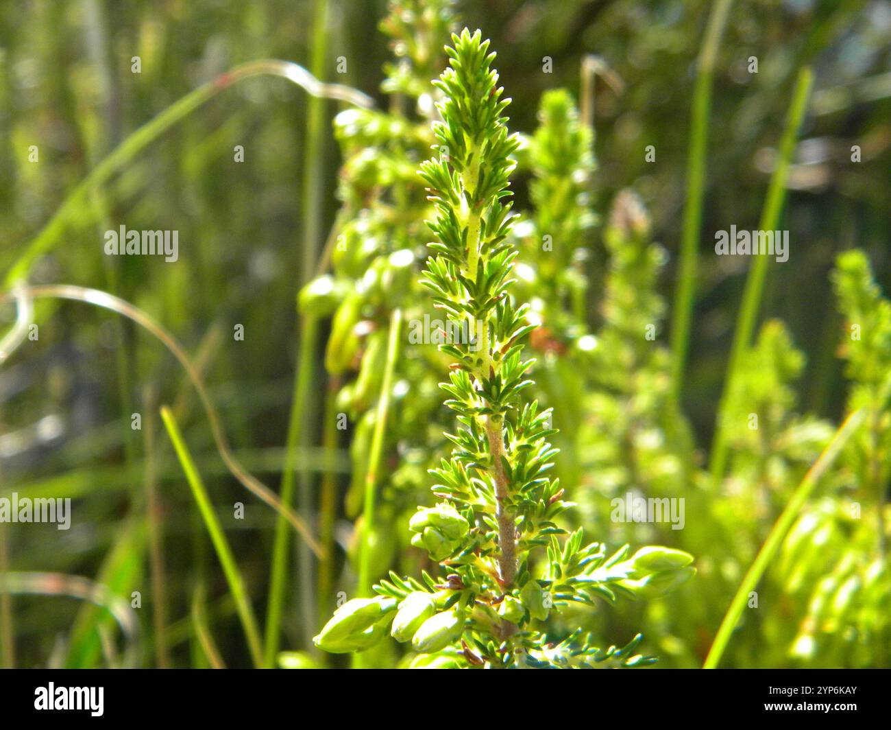 Red Hanging Heath (Erica coccinea coccinea Stock Photo - Alamy
