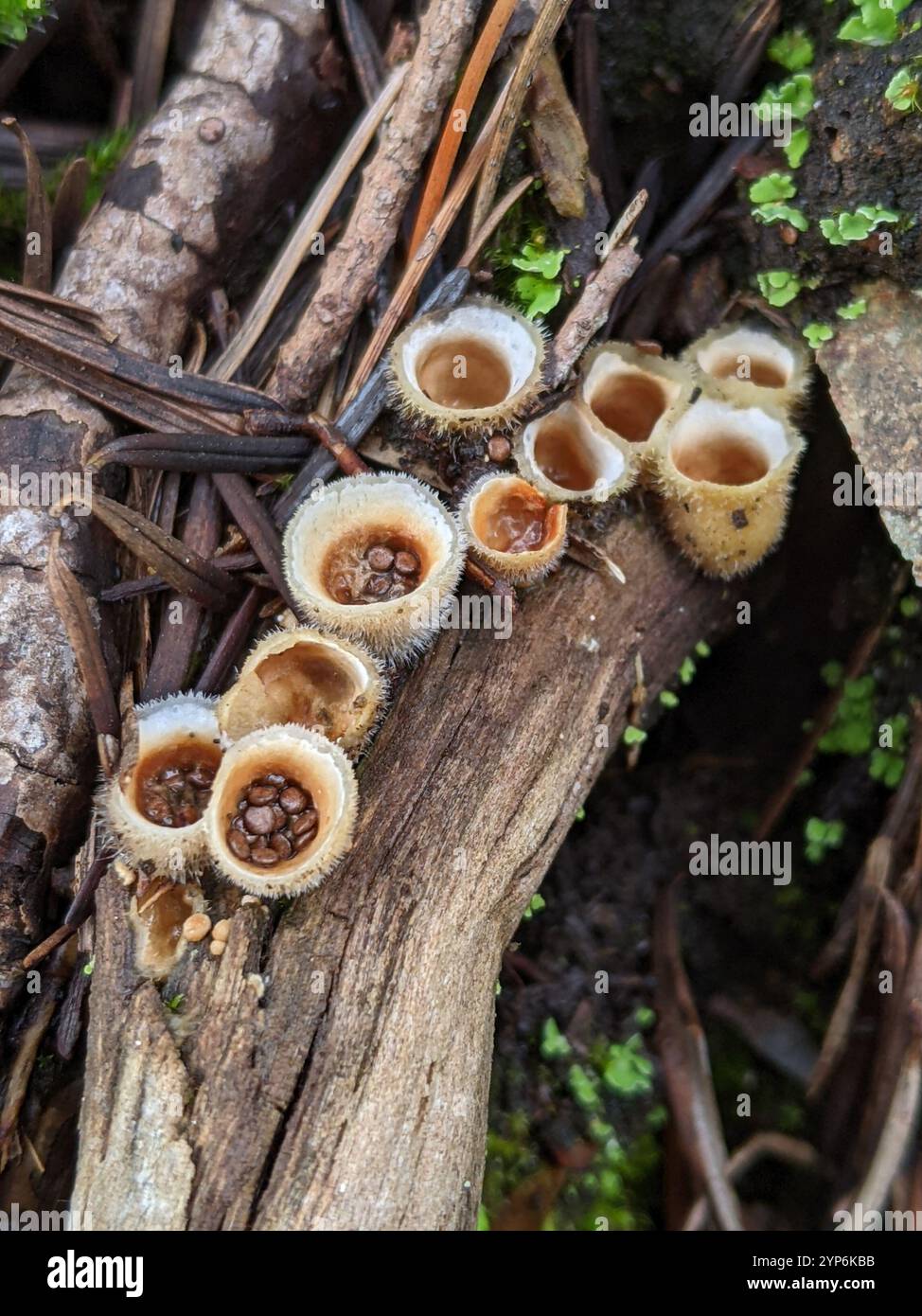 woolly bird's nest fungus (Nidula niveotomentosa Stock Photo - Alamy