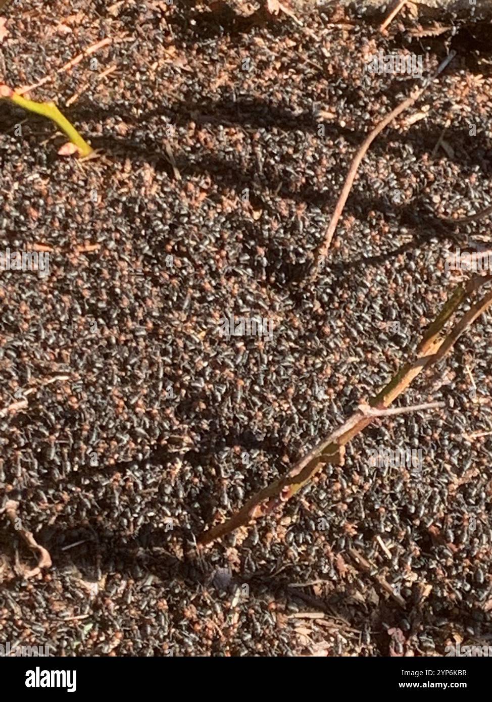 Western Thatching Ant (Formica obscuripes Stock Photo - Alamy