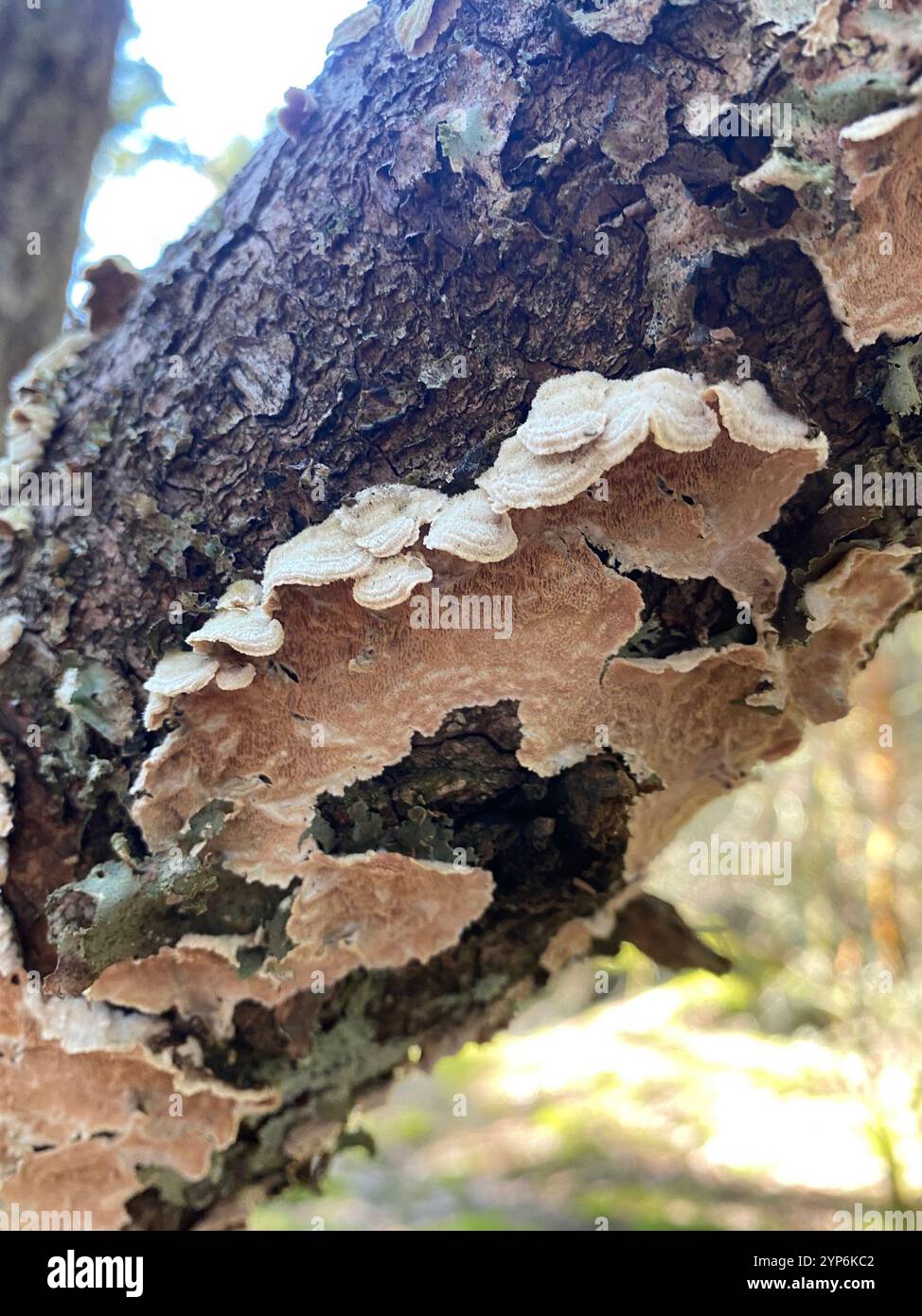 shelf fungi (Polyporales Stock Photo - Alamy