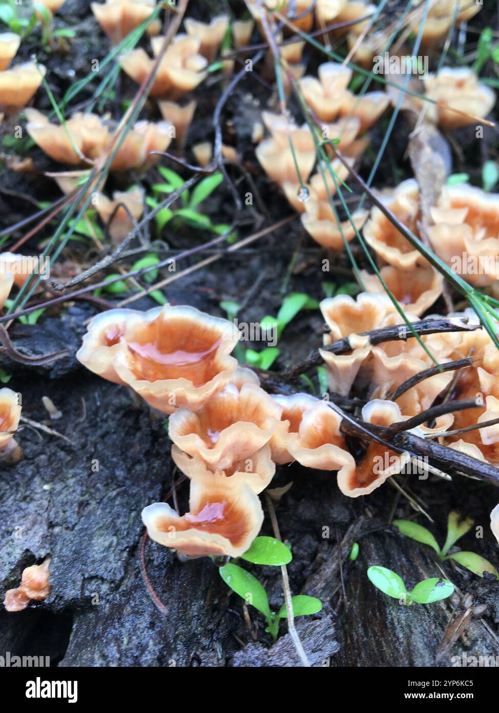 Wine Glass Fungus (Podoscypha petalodes Stock Photo - Alamy