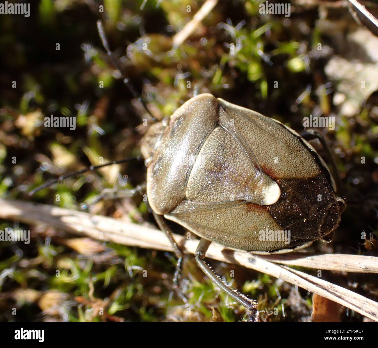 Chlorochroa pinicola hi-res stock photography and images - Alamy