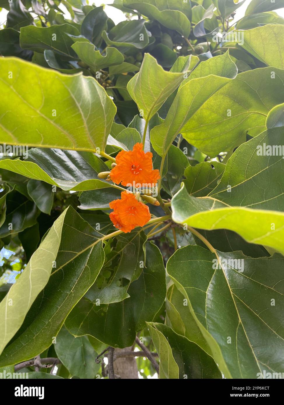 Kerosene Tree (Cordia subcordata Stock Photo - Alamy