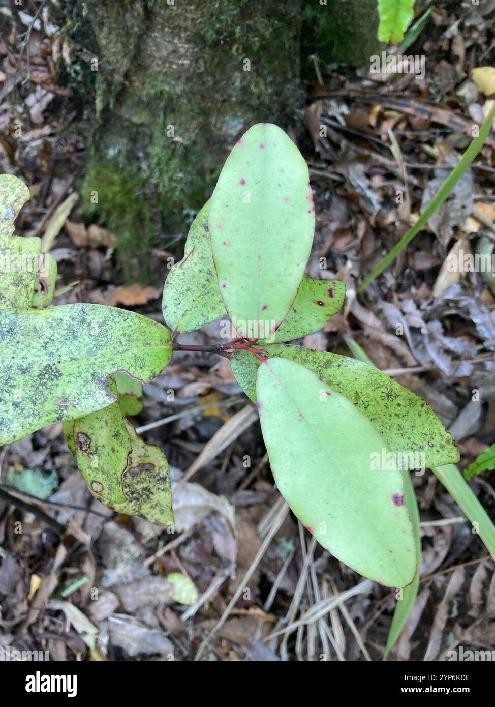 Mountain Horopito (Pseudowintera colorata Stock Photo - Alamy