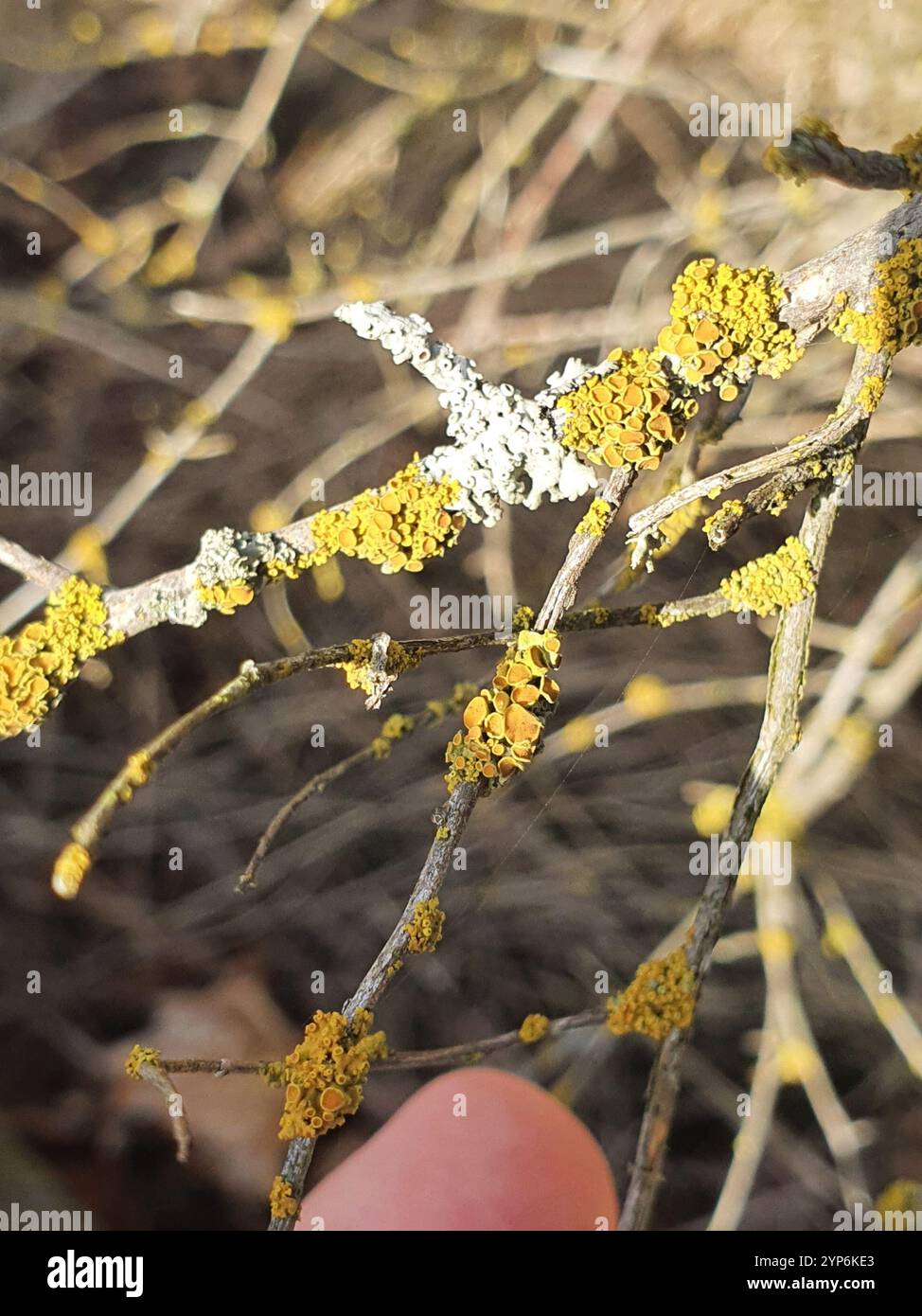 Pin-cushion Sunburst Lichen (Polycauliona polycarpa Stock Photo - Alamy