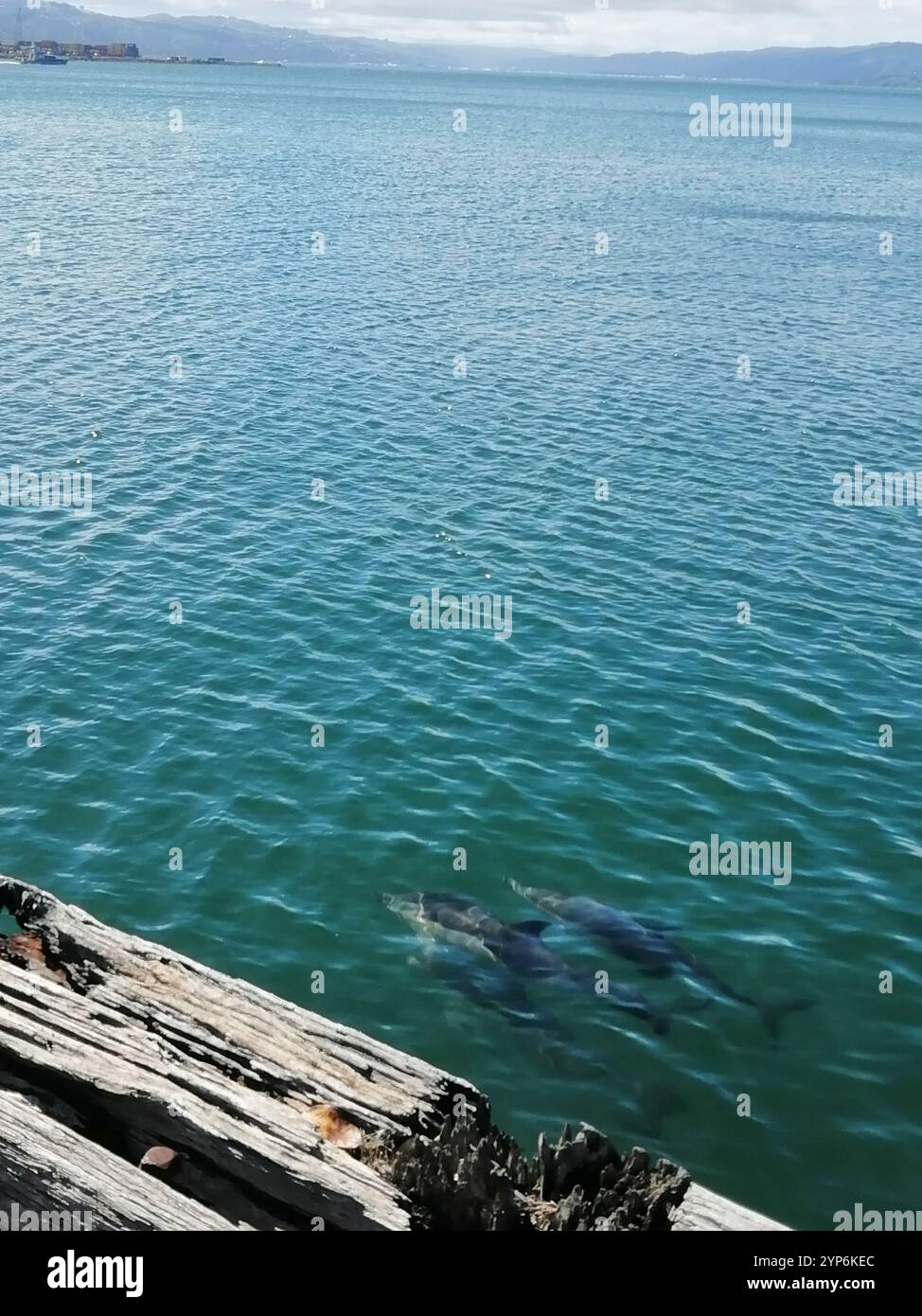 Common Dolphin (Delphinus delphis Stock Photo - Alamy