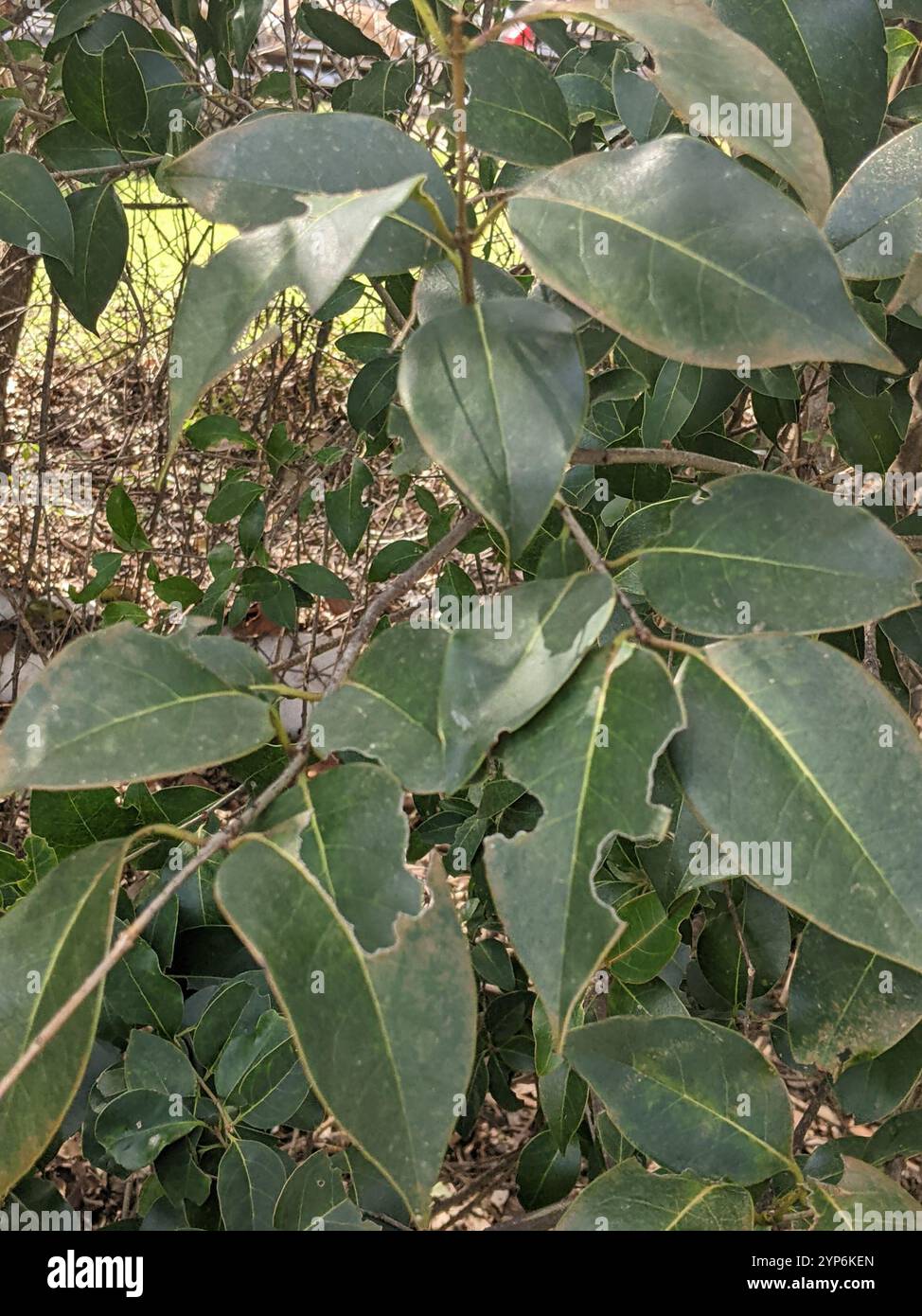 tree privet (Ligustrum lucidum Stock Photo - Alamy