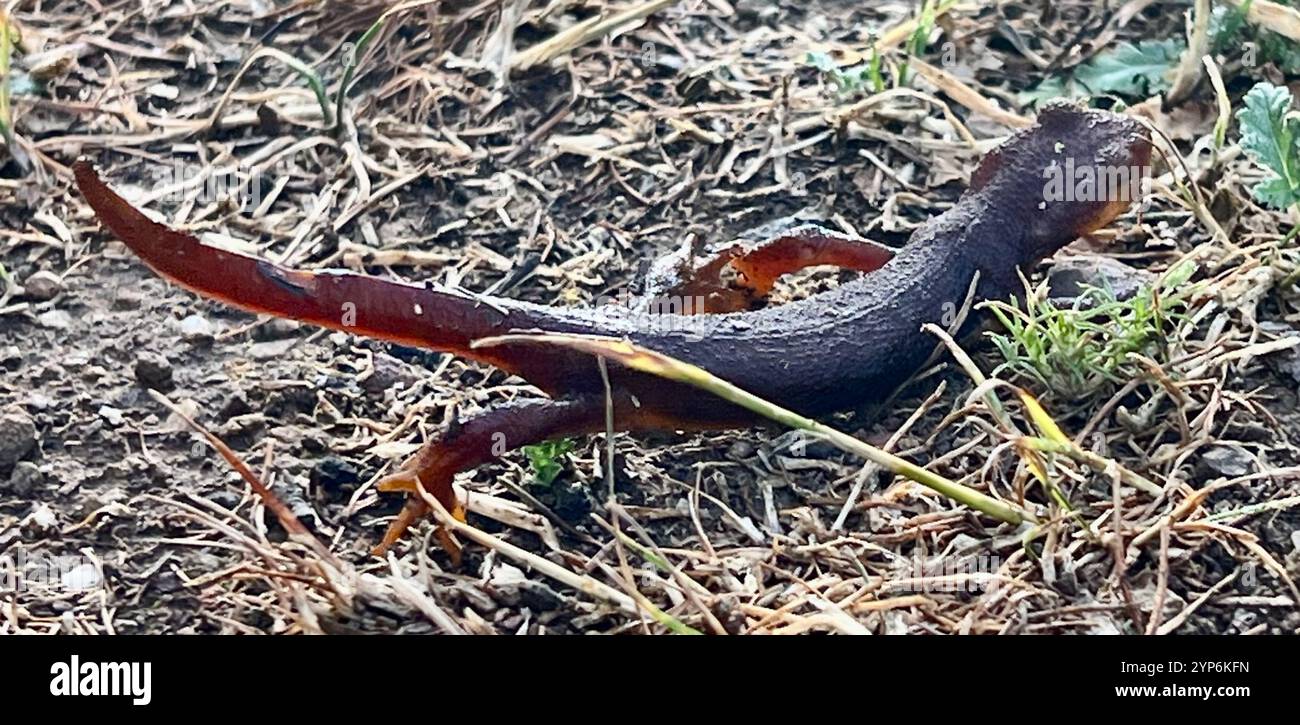 California Newt (Taricha torosa Stock Photo - Alamy