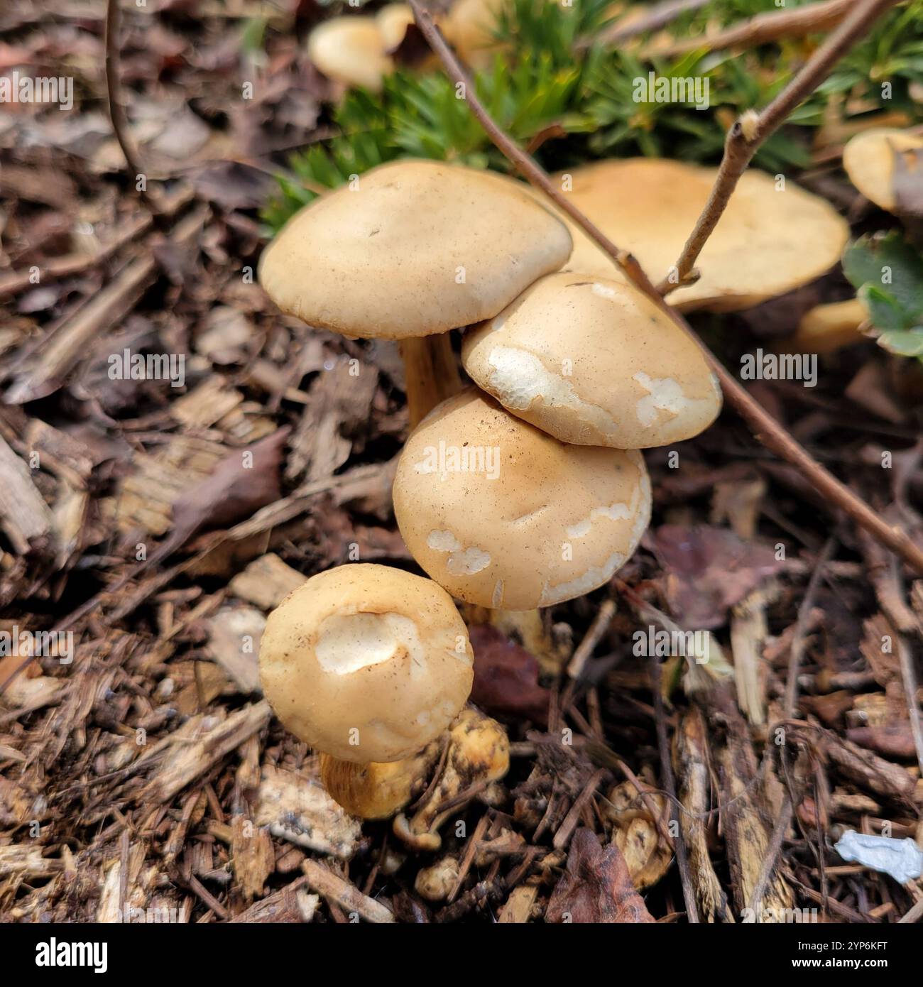 Mulch Fieldcap (Agrocybe putaminum Stock Photo - Alamy