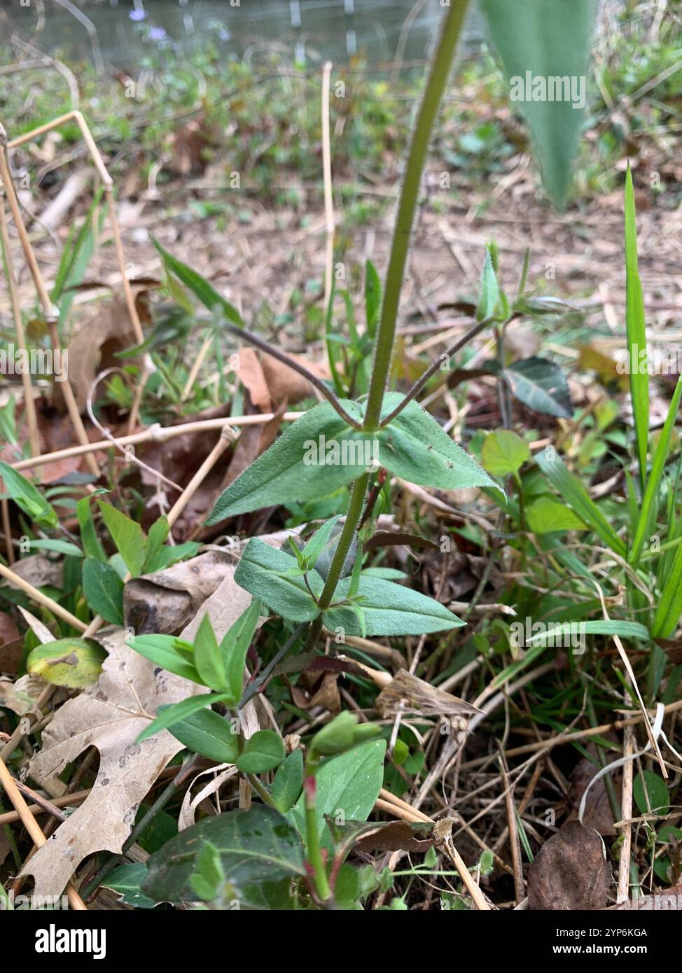 blue phlox (Phlox divaricata Stock Photo - Alamy