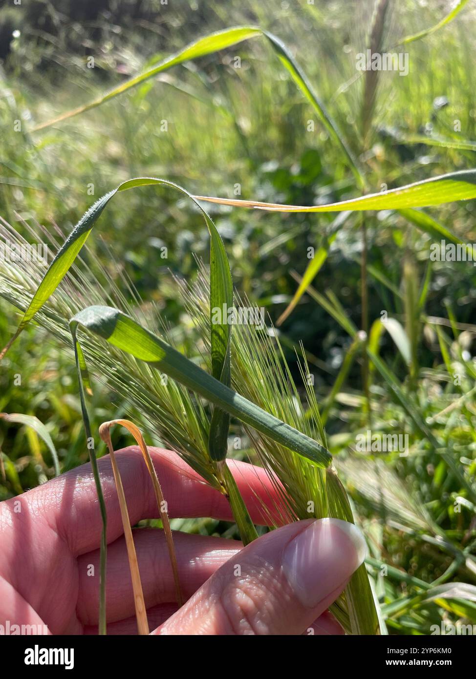 wall barley (Hordeum murinum Stock Photo - Alamy