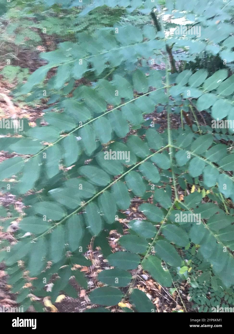 Saga Tree (Adenanthera pavonina Stock Photo - Alamy