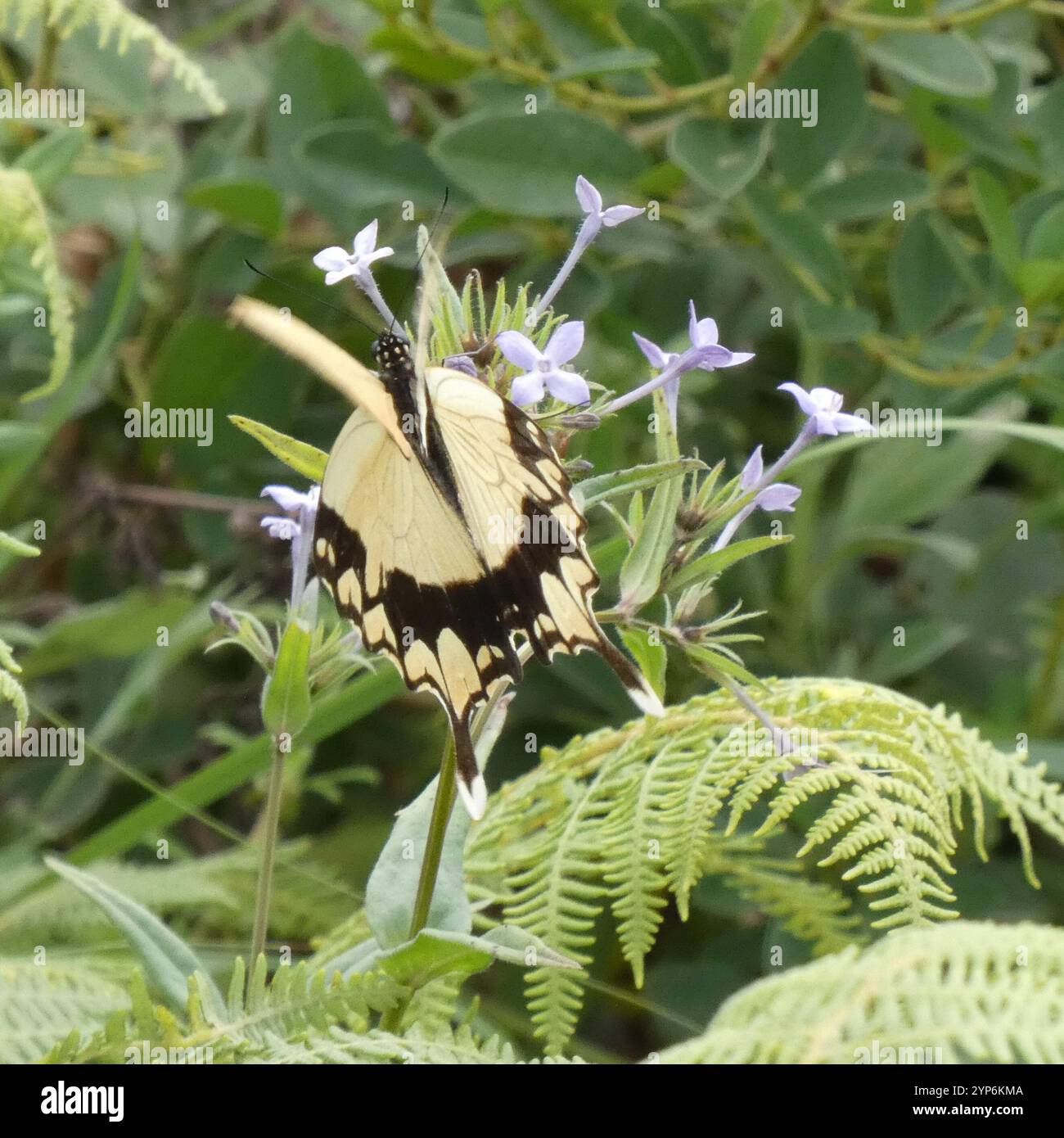 Mocker swallowtail hi-res stock photography and images - Alamy