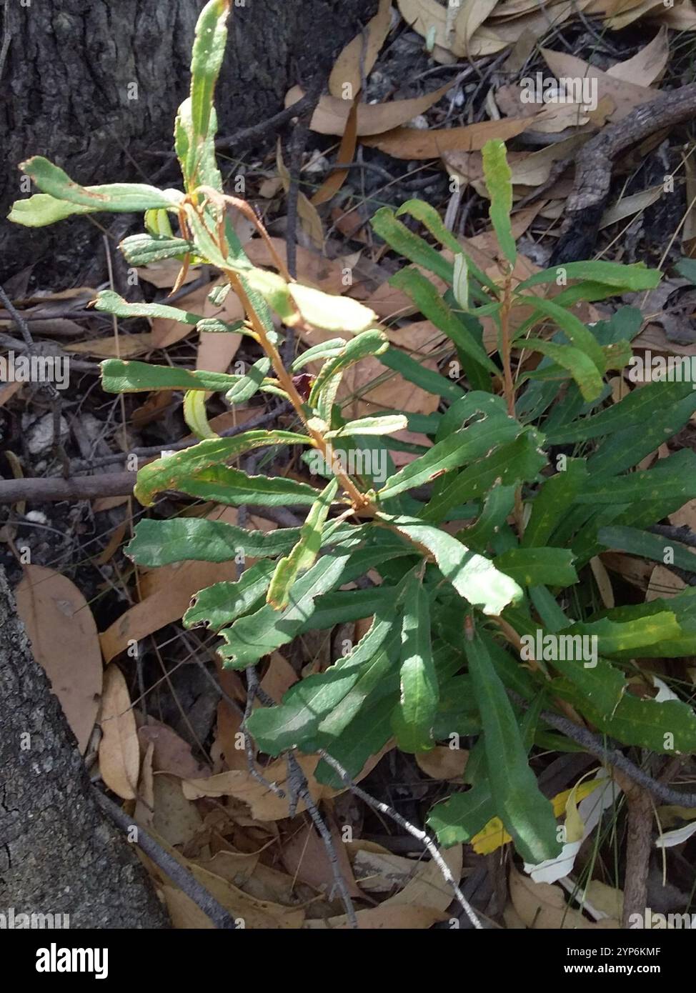 Silver Banksia (Banksia marginata Stock Photo - Alamy