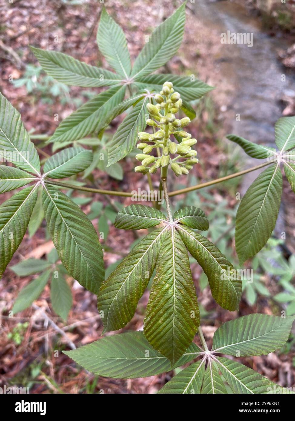 painted buckeye (Aesculus sylvatica Stock Photo - Alamy