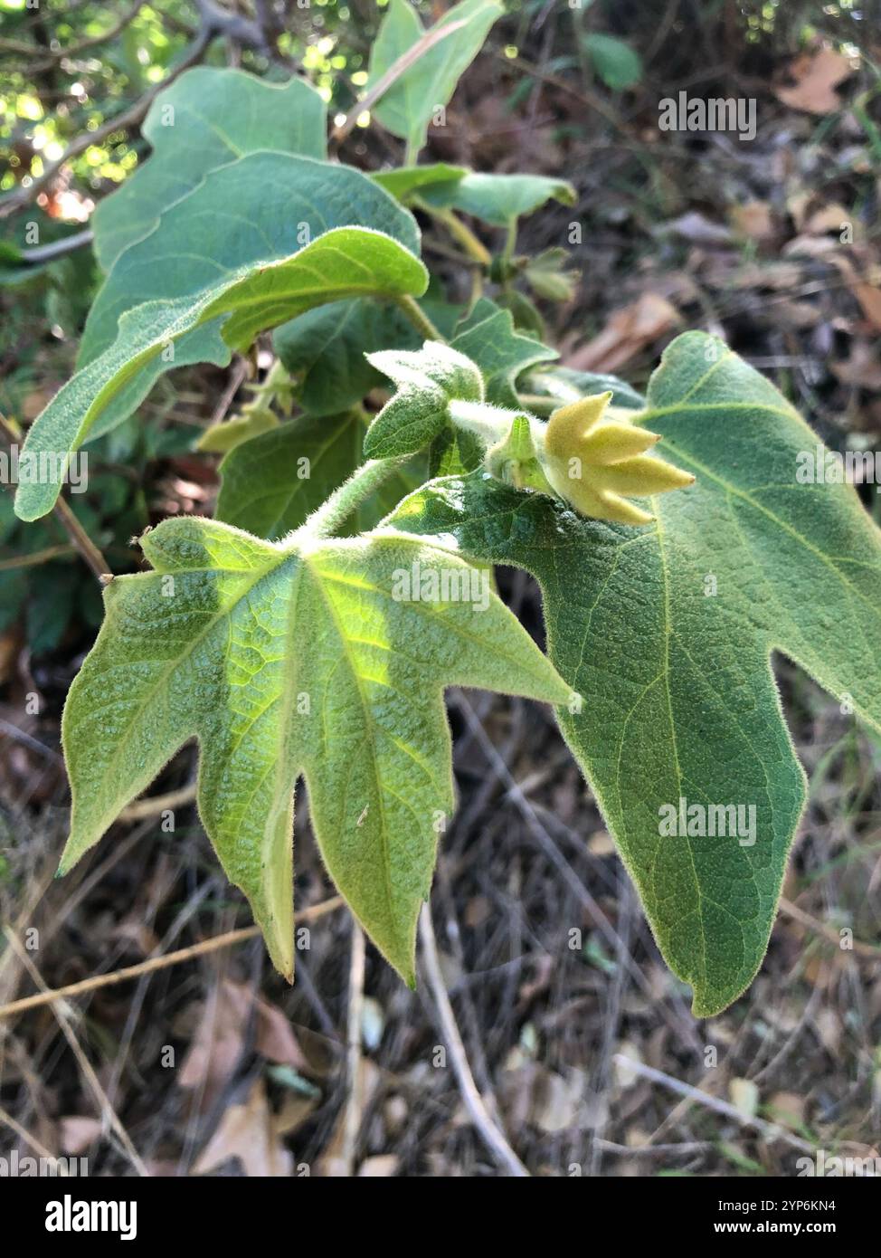 western sycamore (Platanus racemosa Stock Photo - Alamy