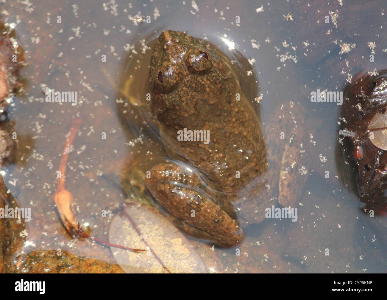 Skittering hi-res stock photography and images - Alamy