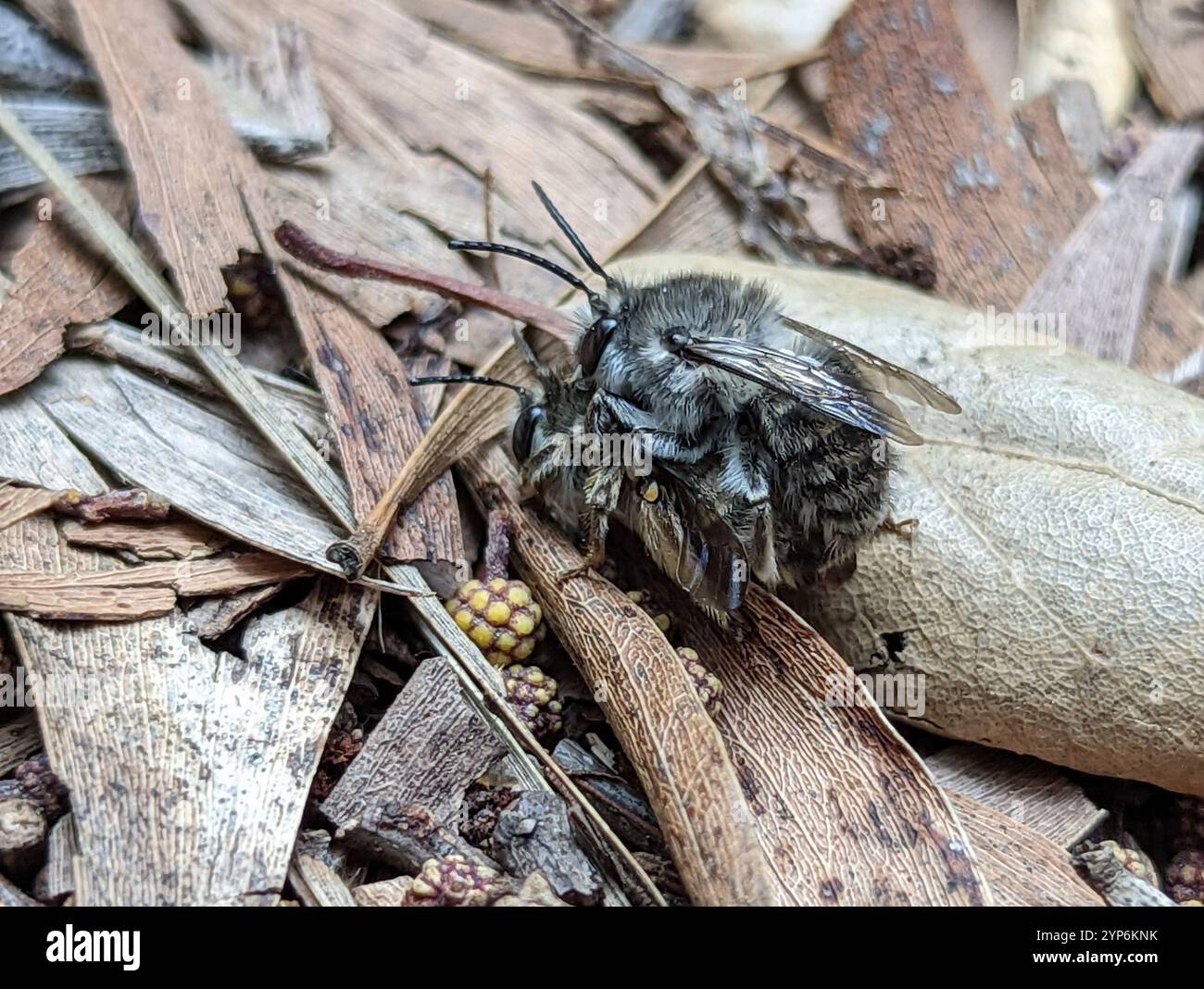 California Mountain-Digger Bee (Habropoda depressa Stock Photo - Alamy