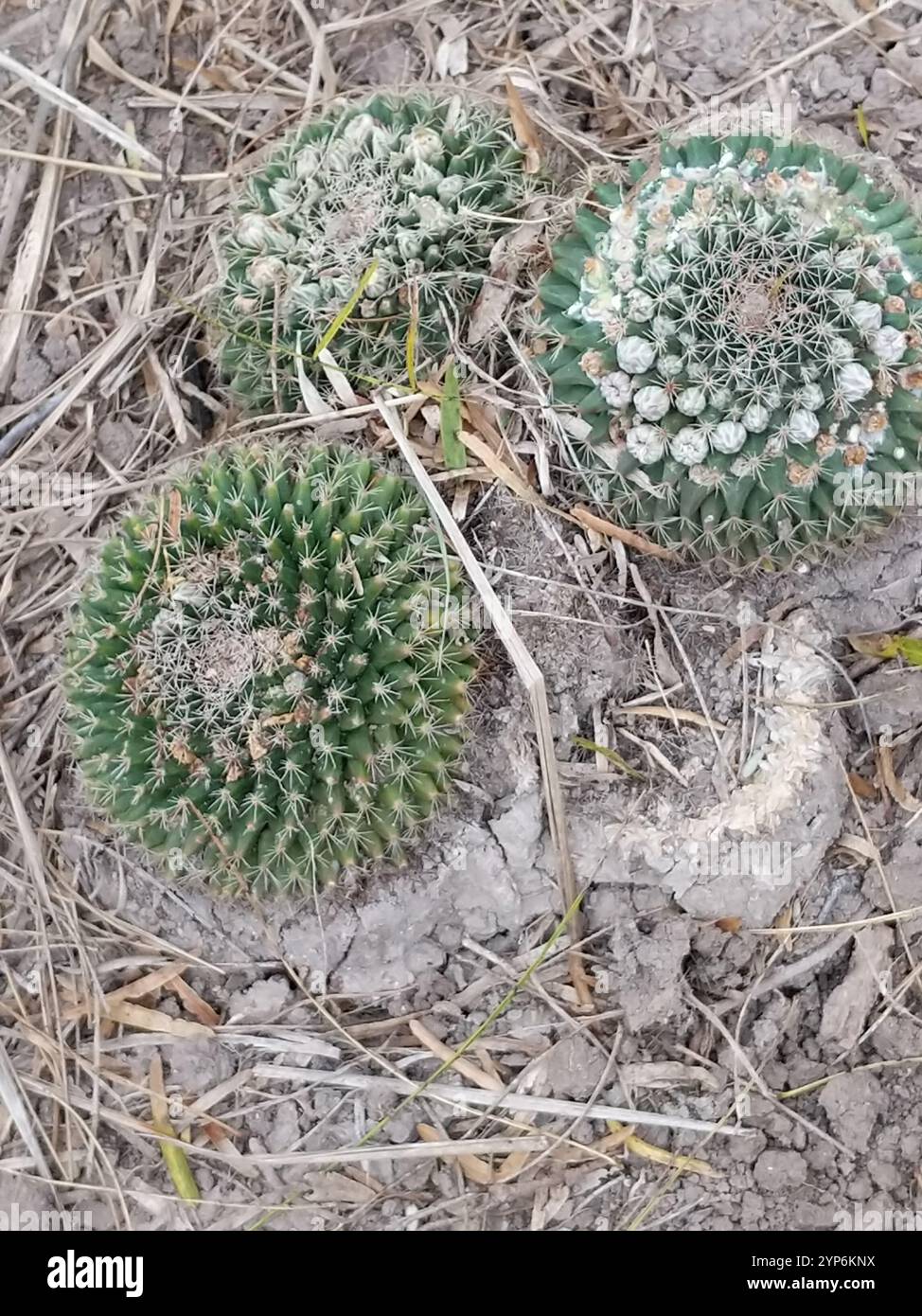 (Mammillaria heyderi hemisphaerica Stock Photo - Alamy