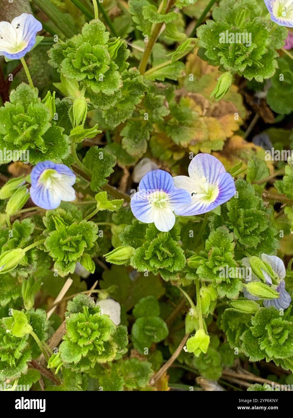 bird's-eye speedwell (Veronica persica Stock Photo - Alamy