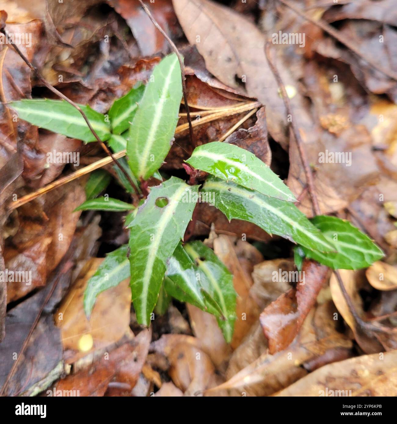 striped wintergreen (Chimaphila maculata Stock Photo - Alamy