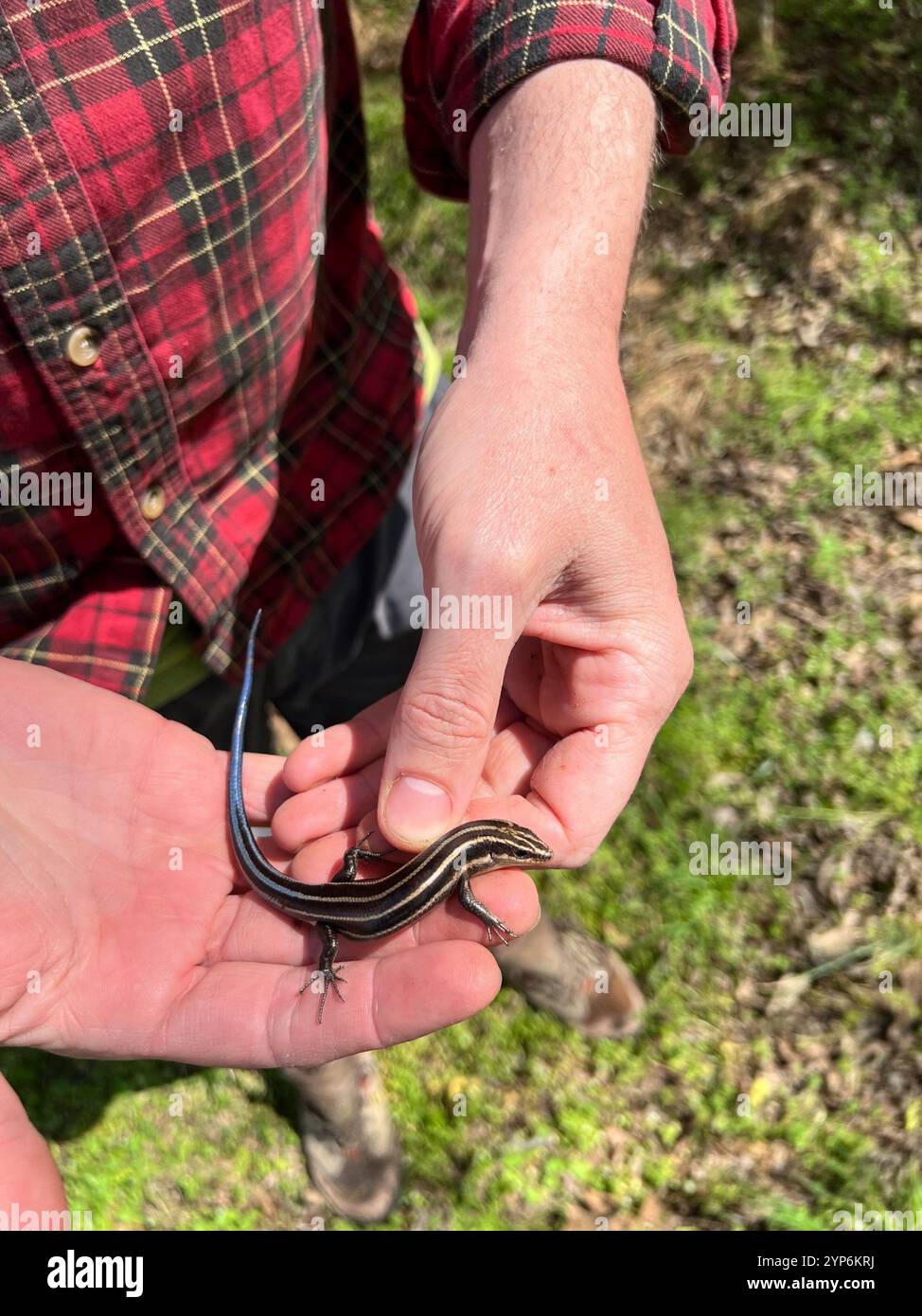 Common Five-lined Skink (Plestiodon fasciatus Stock Photo - Alamy
