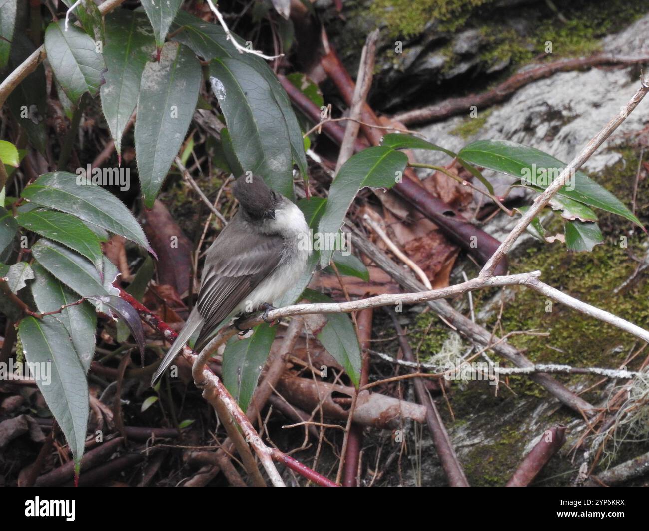 Eastern Phoebe (Sayornis phoebe Stock Photo - Alamy