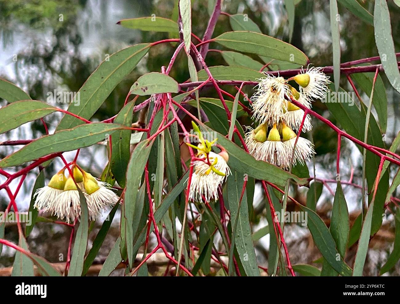 Peruvian Pepper Tree (Schinus molle Stock Photo - Alamy
