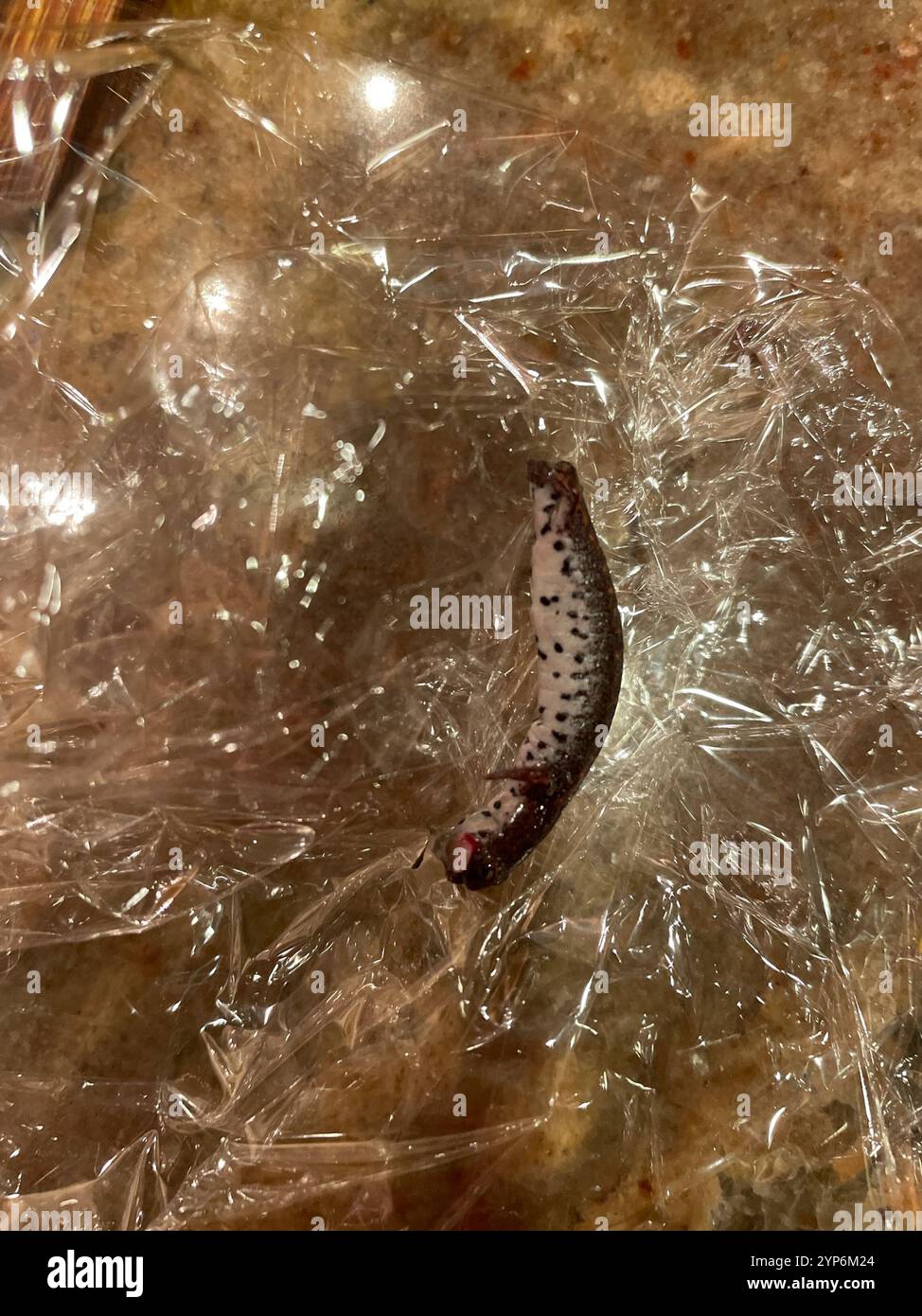 Four-toed Salamander (Hemidactylium scutatum Stock Photo - Alamy