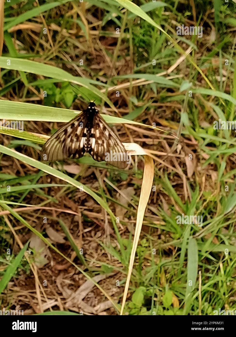 Glasswing (Acraea andromacha Stock Photo - Alamy
